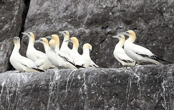 Skellig Birds - The Skellig Experience Visitor Centre